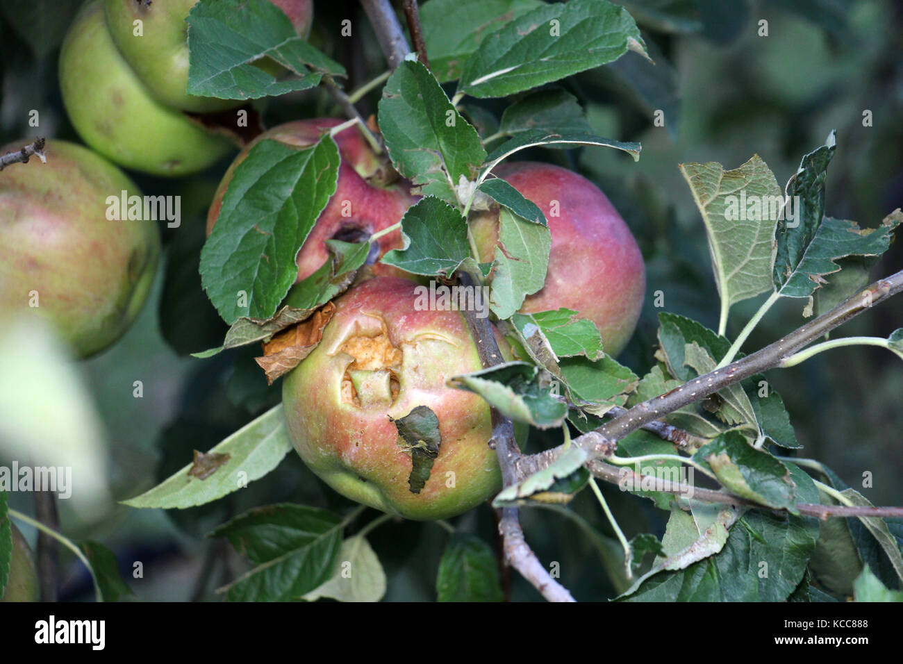 ripe apples before harvesting damaged by hail stones,image of a Stock ...