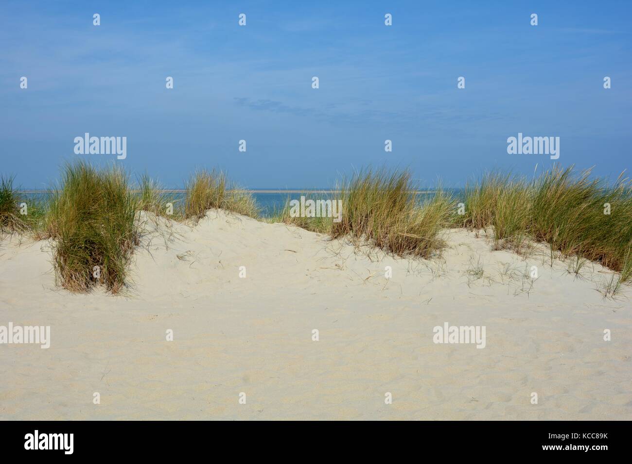 In the middle of sand dunes on the North Sea with the sea in the ...