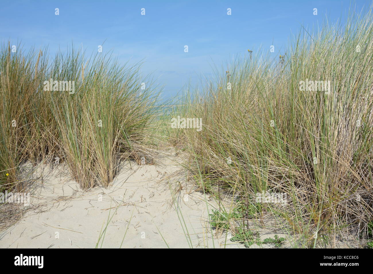 Beach oat in the sandy dunes on the North Sea coast in the Netherlands ...
