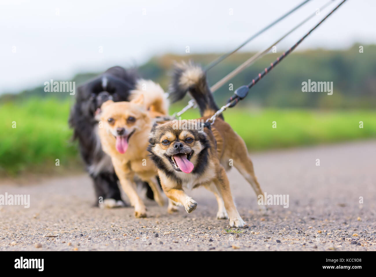 three little dogs walking side by side and they are pulling at the ...