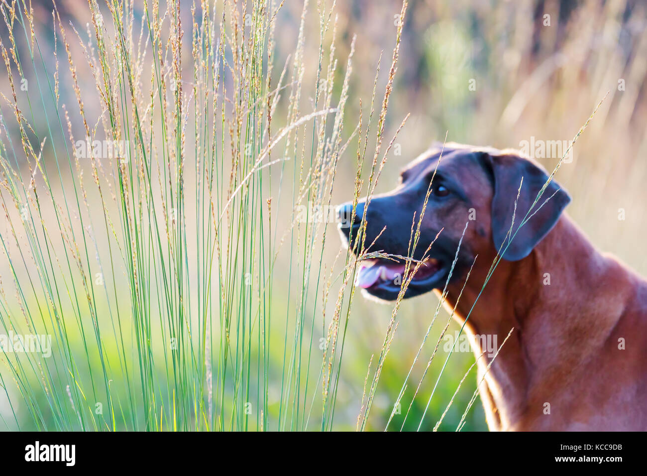 tall grass in the forest with a blurry Rhodesian Ridgeback in the ...