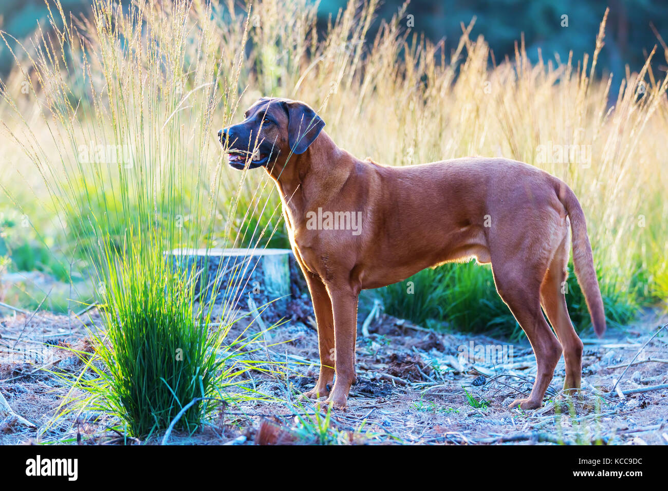 portrait picture of a Rhodesian Ridgeback on a clearing Stock Photo - Alamy