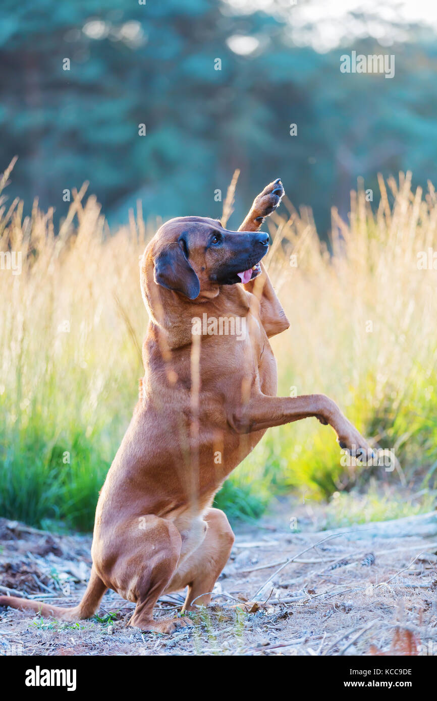 Rhodesian Ridgeback stands on a clearing and raises the paw Stock Photo ...