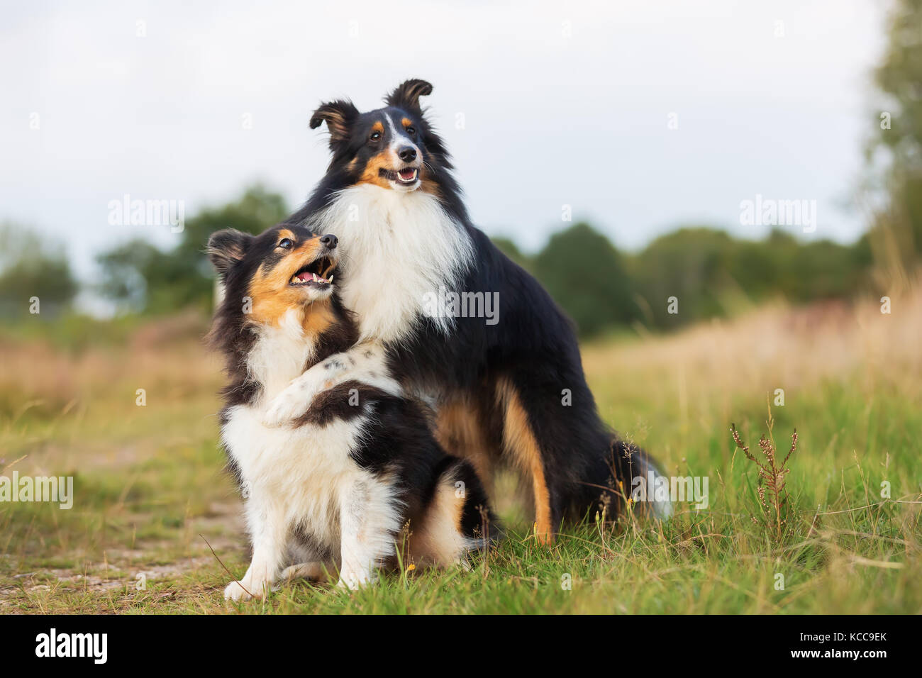 picture of a Sheltie dog who hugs another Sheltie Stock Photo - Alamy