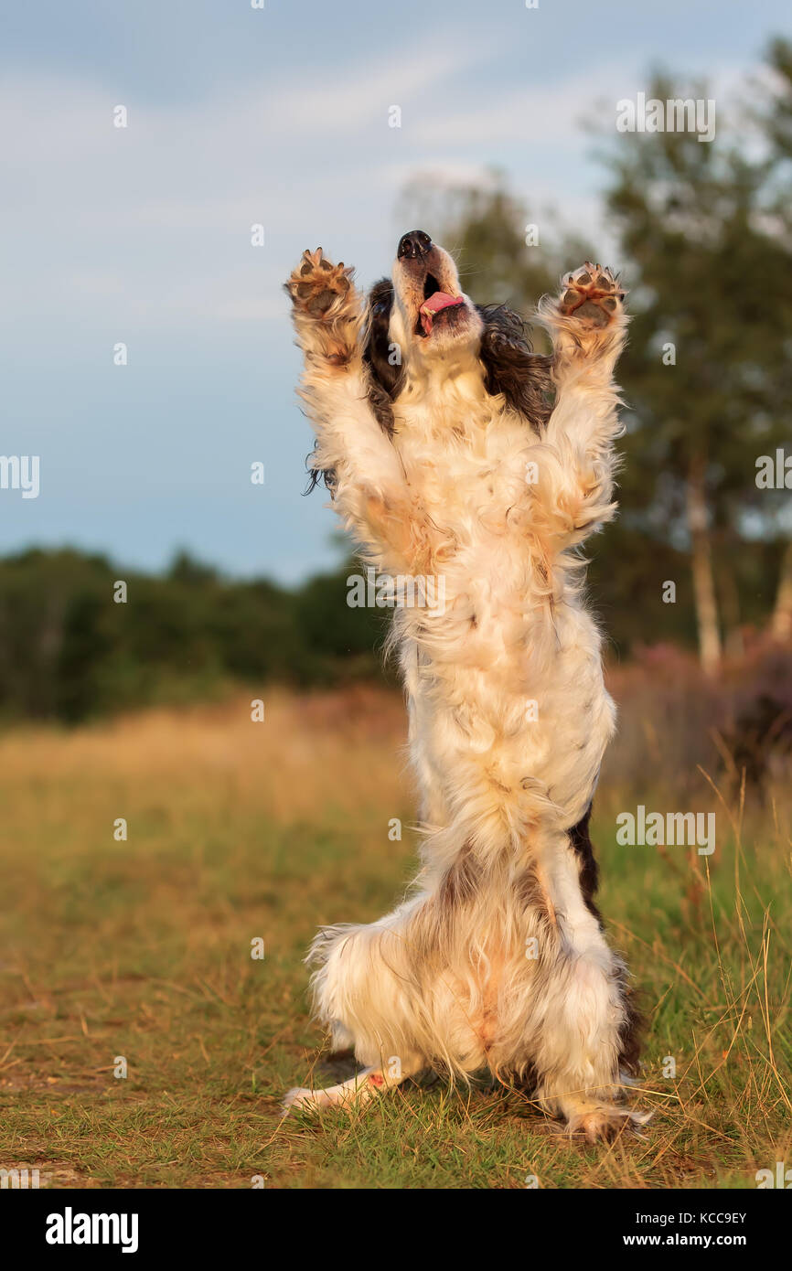 cute cocker spaniel stands up on a country path Stock Photo - Alamy