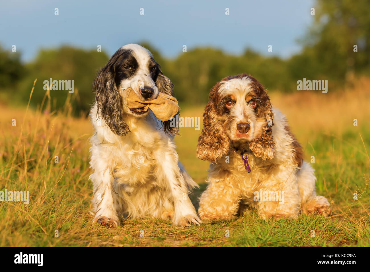 portrait of two cocker spaniel who sits on a country path Stock Photo ...