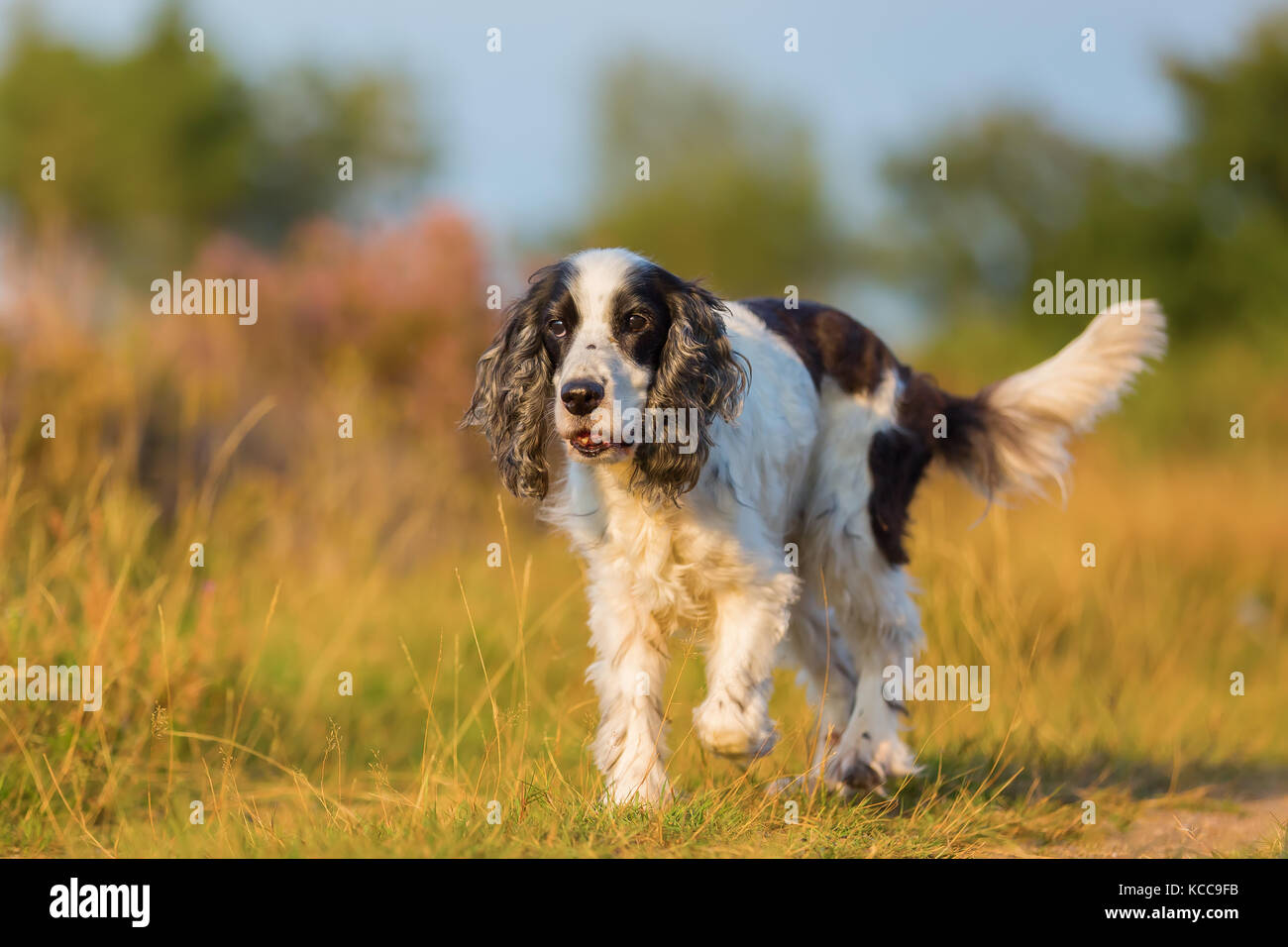portrait of an old cocker spaniel who walks on a country path Stock ...