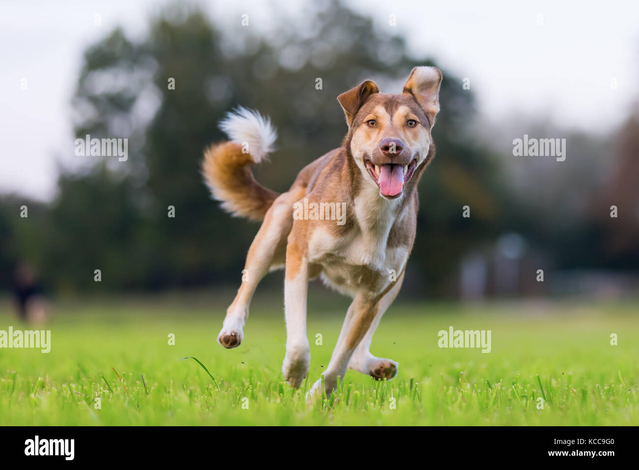 picture of a hybrid dog who runs on a meadow Stock Photo - Alamy
