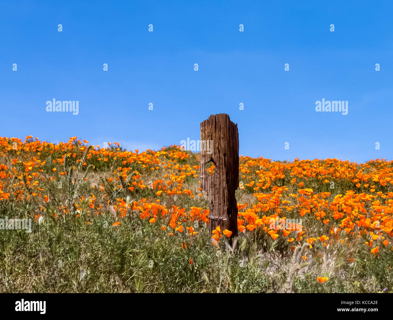 Weathered fence with wildflowers hi-res stock photography and images ...