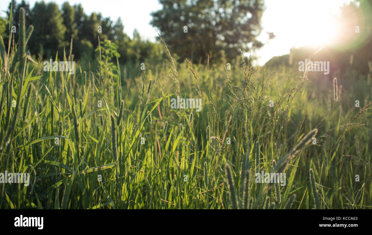 Grass and sun light, natural background, close-up Stock Photo - Alamy