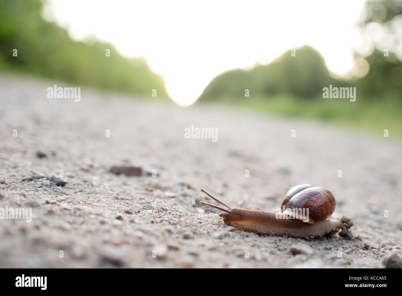 Snail crawling across the road, aggressively moving forward, concept ...