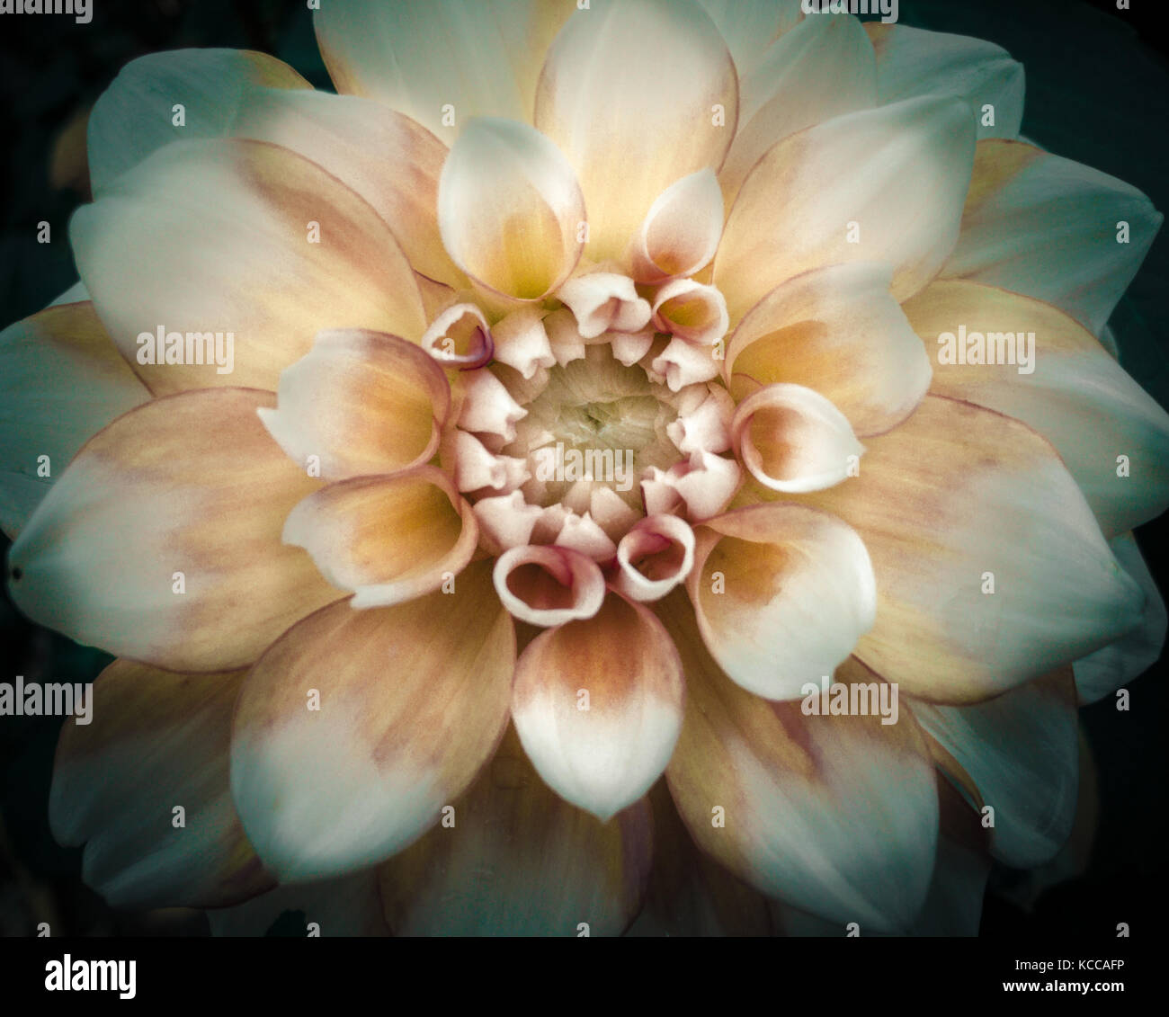 Beige flower blossom with smooth details Stock Photo - Alamy