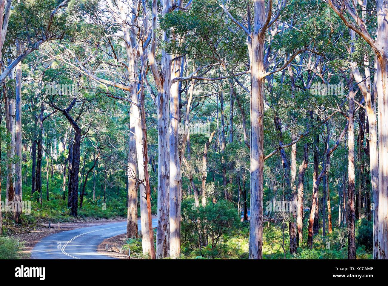 Western Australia Forest Stock Photo - Alamy