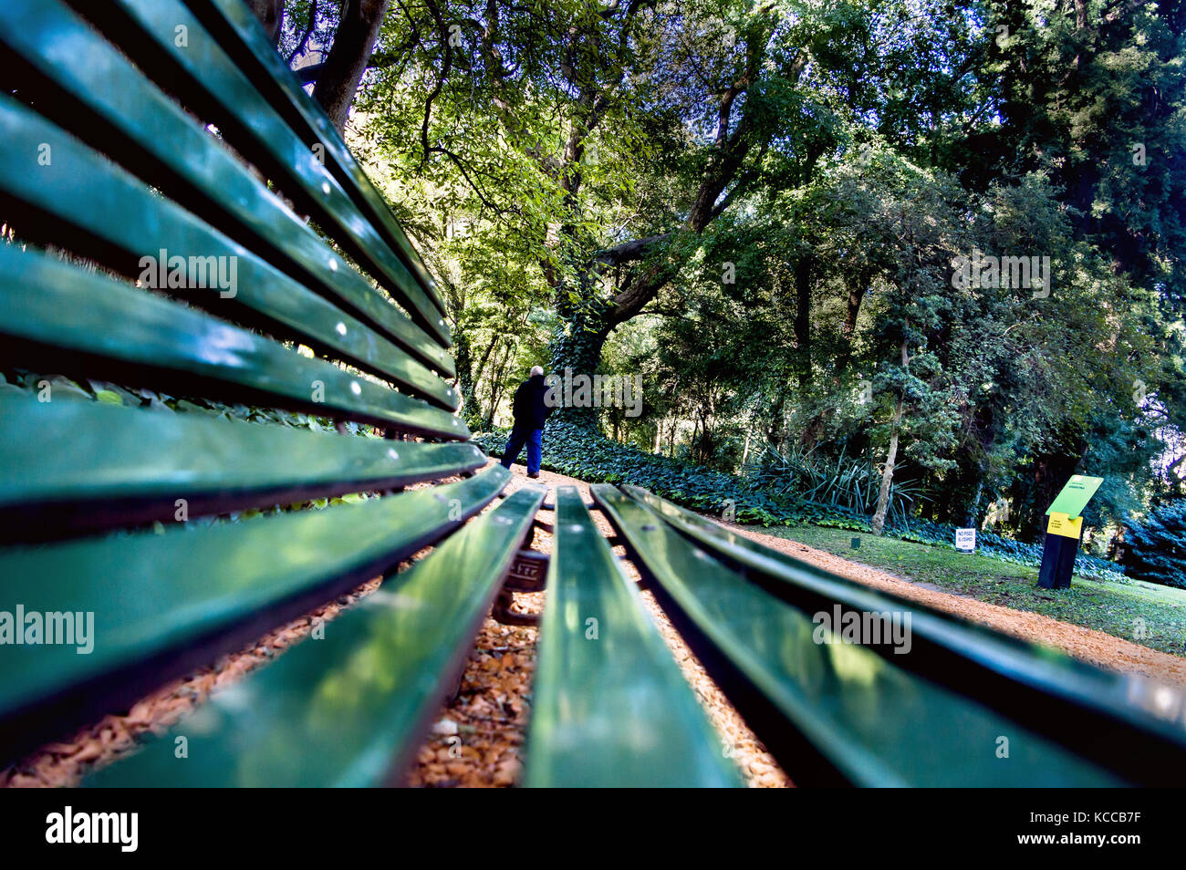 Botanical Garden. Park. Trees in the park. Perspective. Perspective ...