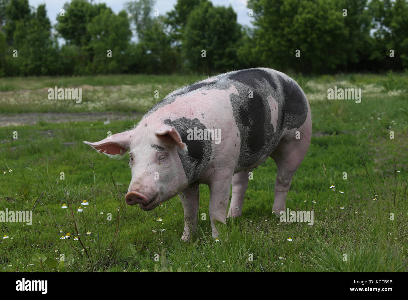 Pietrain piglets hi-res stock photography and images - Alamy