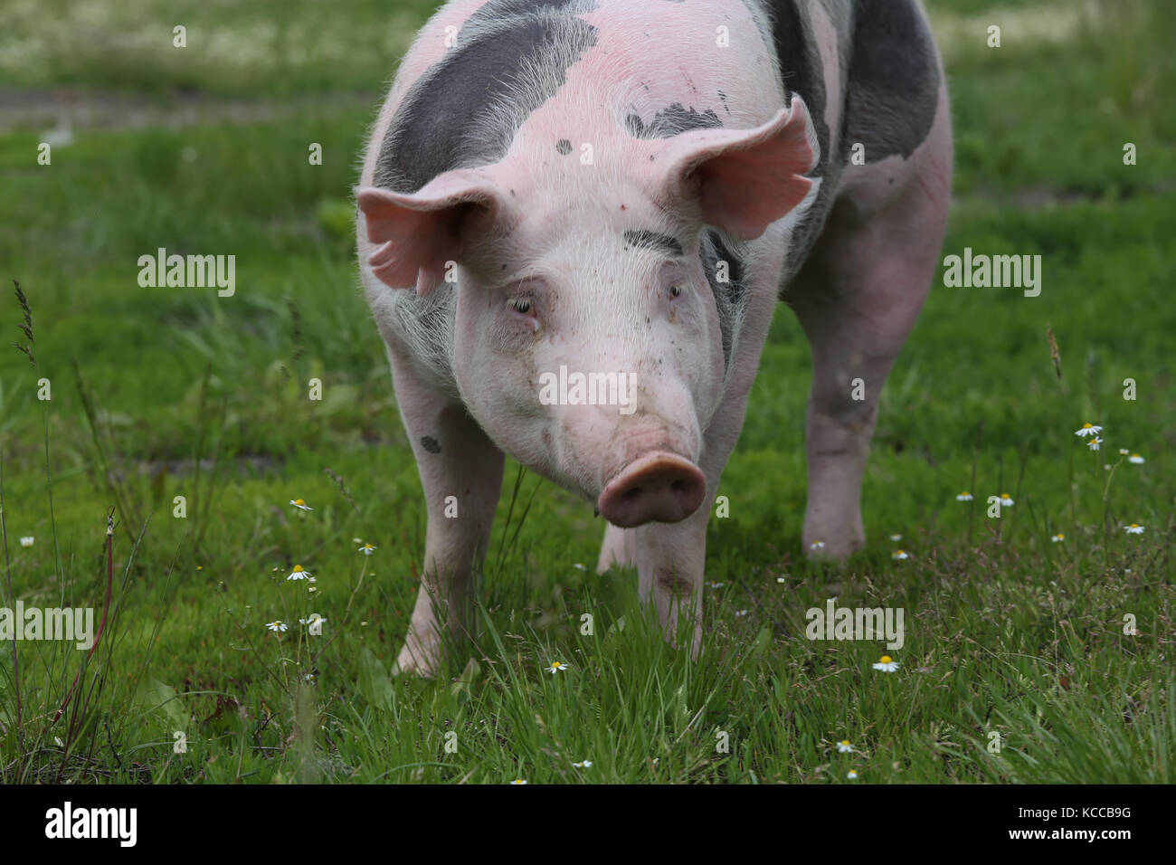 Spotted pig black spots looking hi-res stock photography and images - Alamy