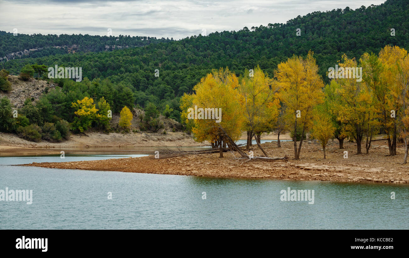 Poplar trees in yellow color near river bank Stock Photo - Alamy