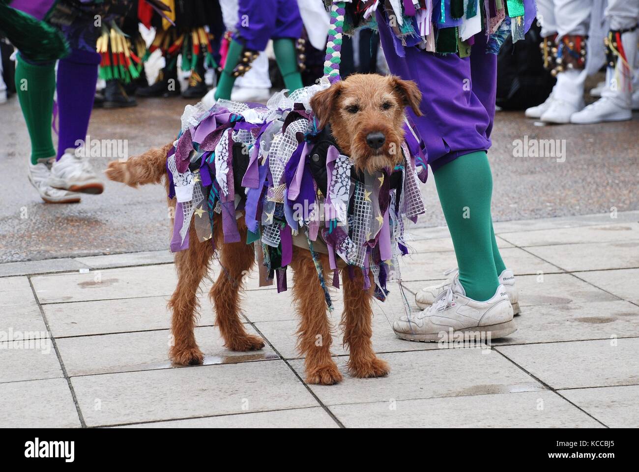 A decorated Morris dancers dog during a performance on the seafront at ...