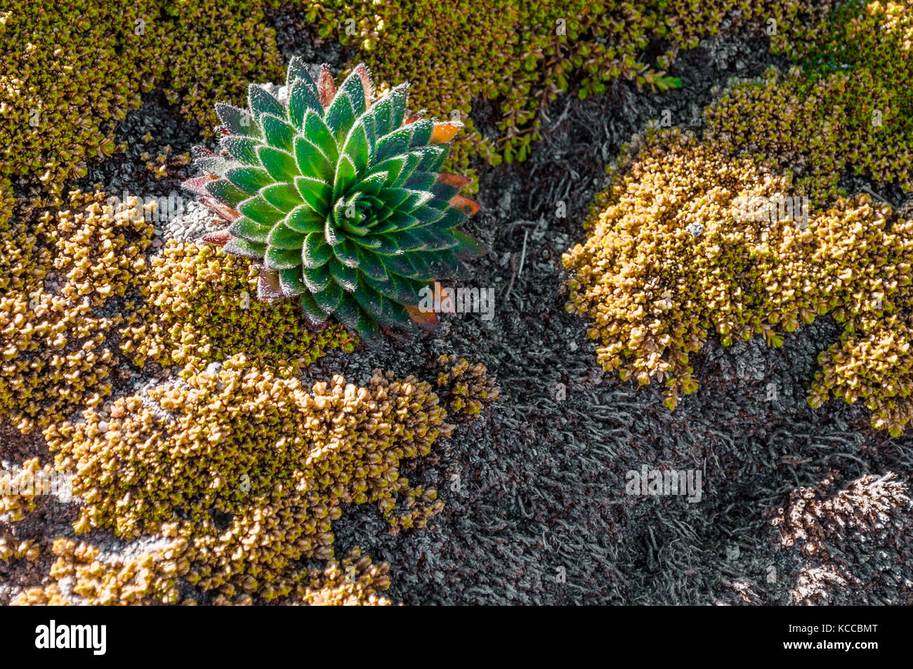 A succulent plant in a moss patern Stock Photo - Alamy