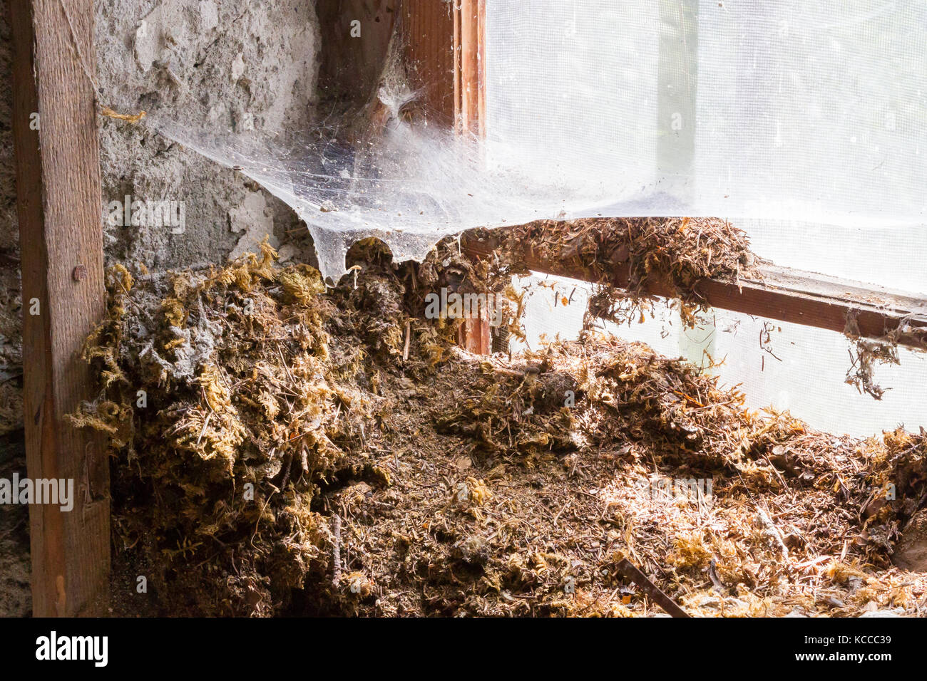 House in decay - Rotten interior, house in Austria Stock Photo - Alamy