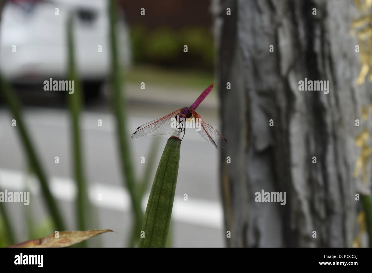 Purple dropwing hi-res stock photography and images - Alamy