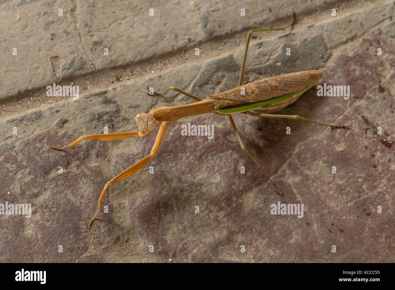 Praying Mantis, Tenodera sinensis at Wilungyuan Stock Photo - Alamy