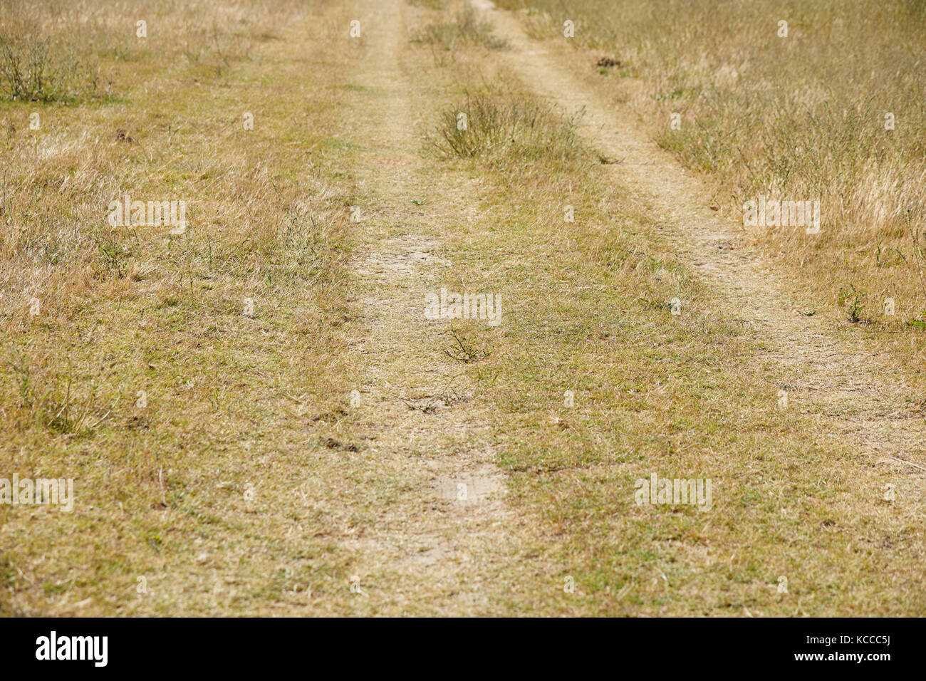 Car tracks cutting through a field of grass Stock Photo - Alamy