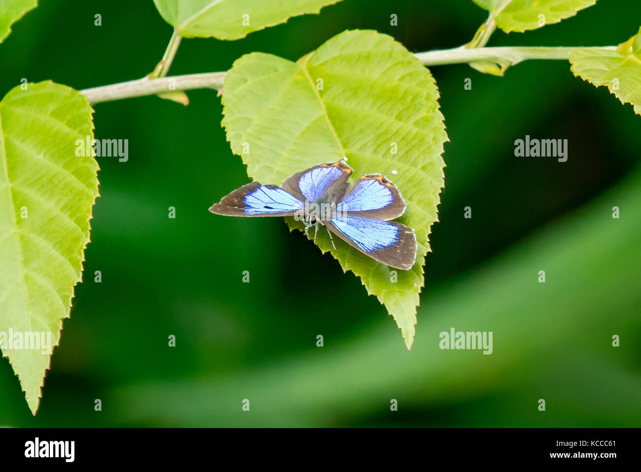 White Royal Butterfly, Pratapa deva at Wilungyuan Stock Photo - Alamy