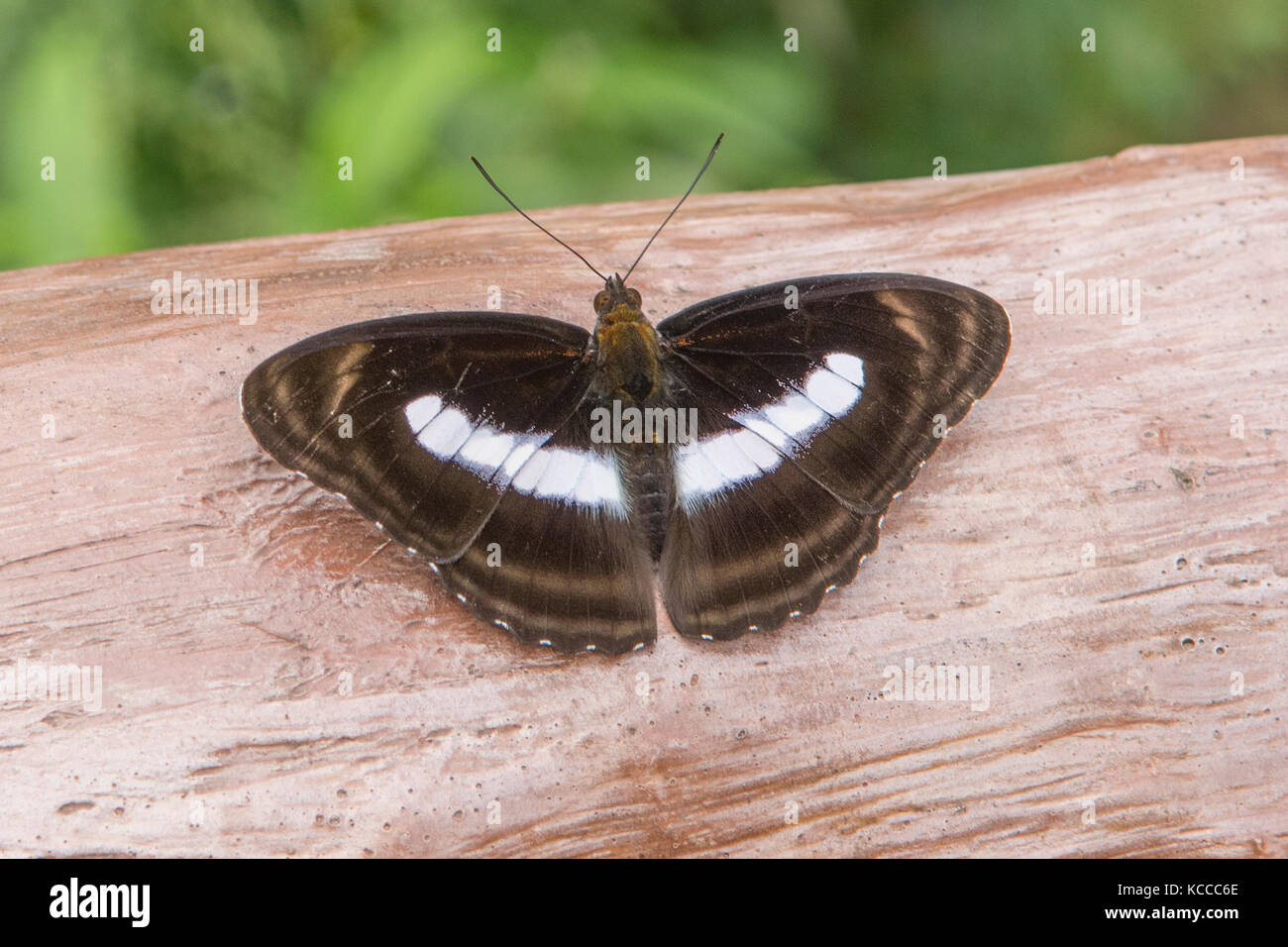 Staff Sergeant Butterfly, Athyma selenophora at Wilungyuan Stock Photo ...