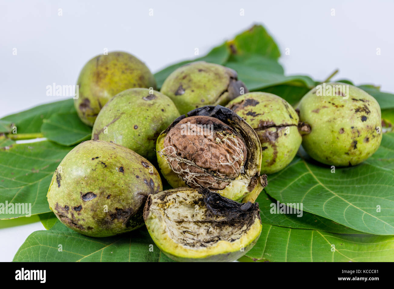 fresh green shell walnuts with leaves of walnuts Stock Photo - Alamy