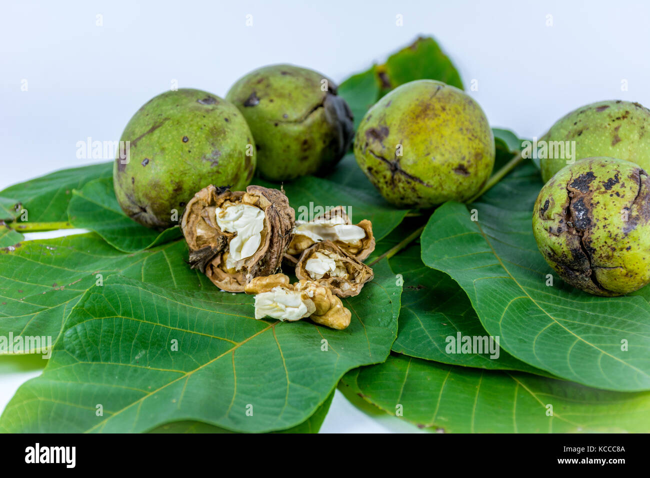 fresh green shell walnuts with leaves of walnuts white background Stock ...