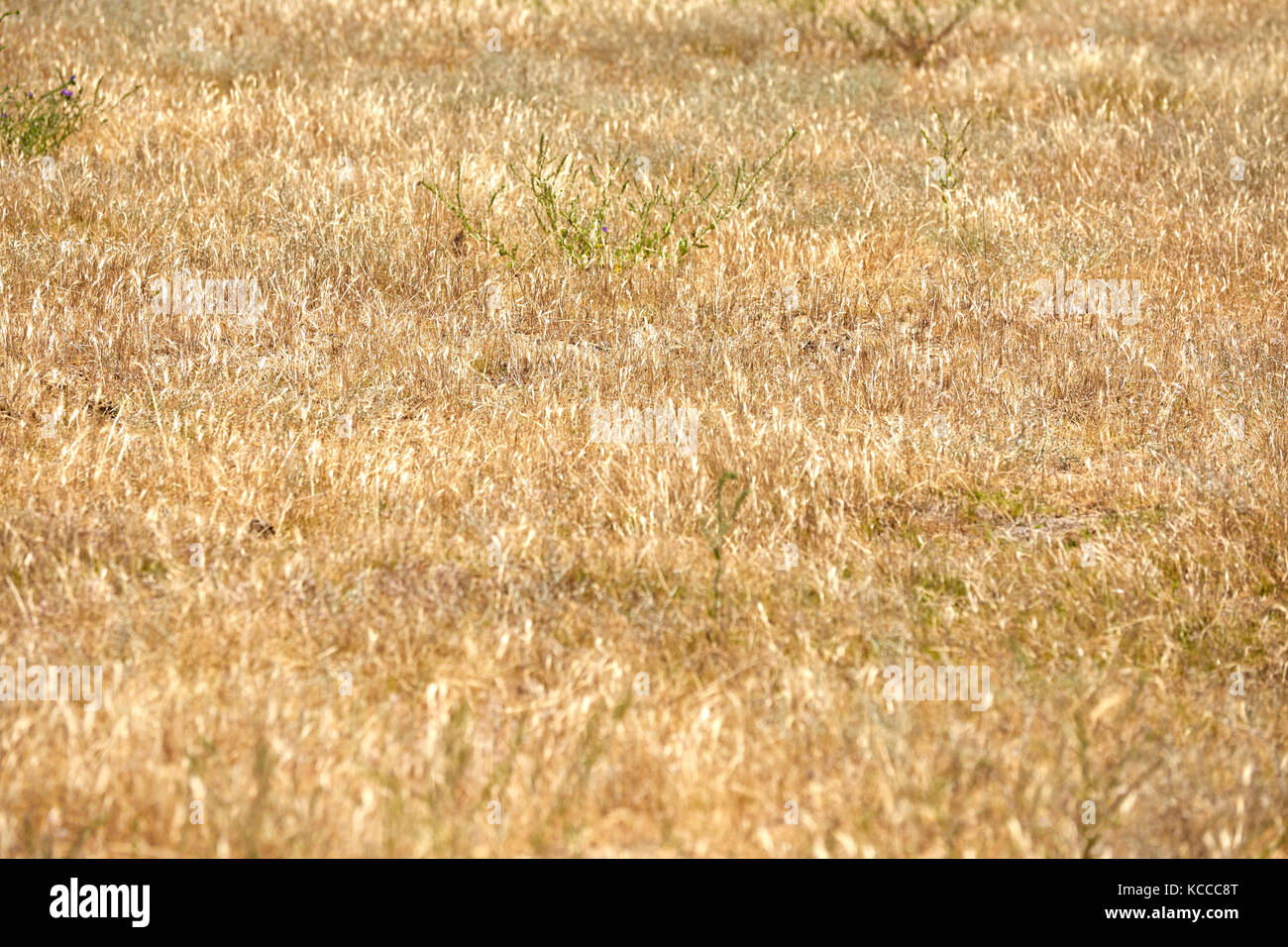 Abstract view of long grass field Stock Photo - Alamy