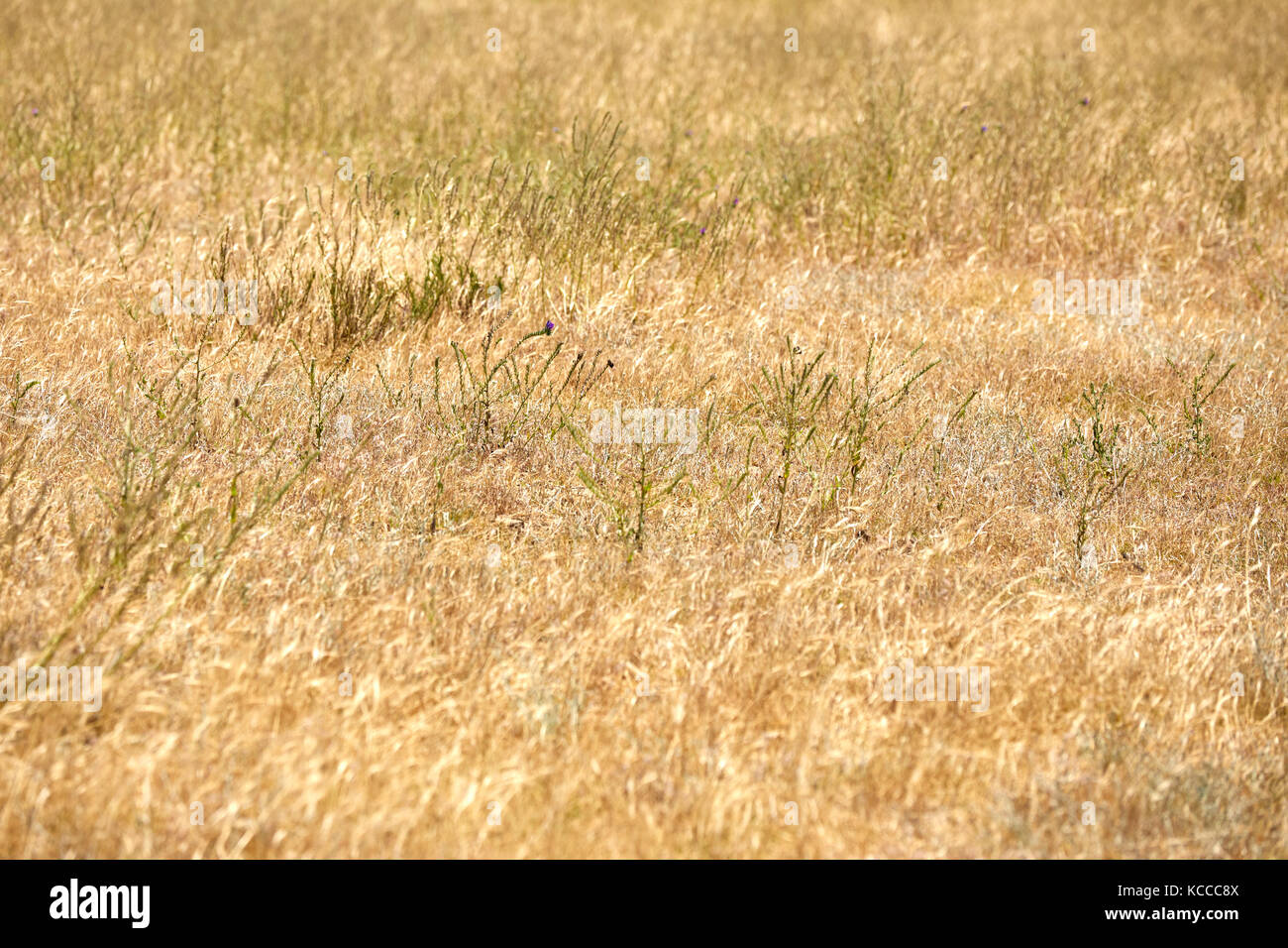 Long grass field hi-res stock photography and images - Alamy