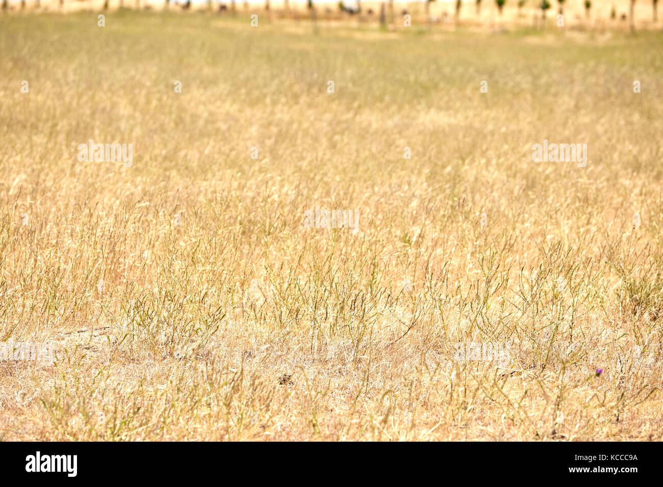 Long grass field hi-res stock photography and images - Alamy