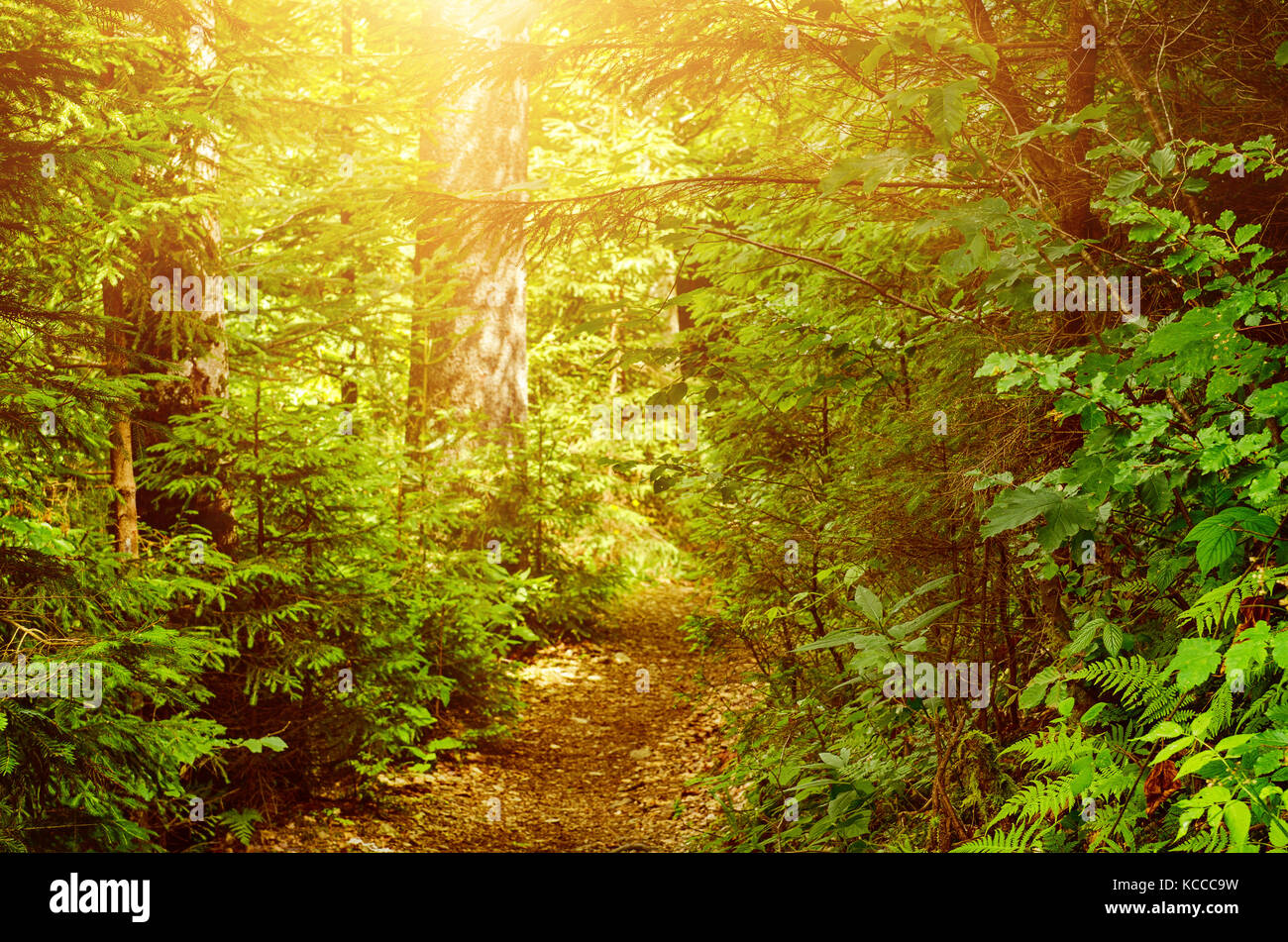 Summer green forest Stock Photo - Alamy