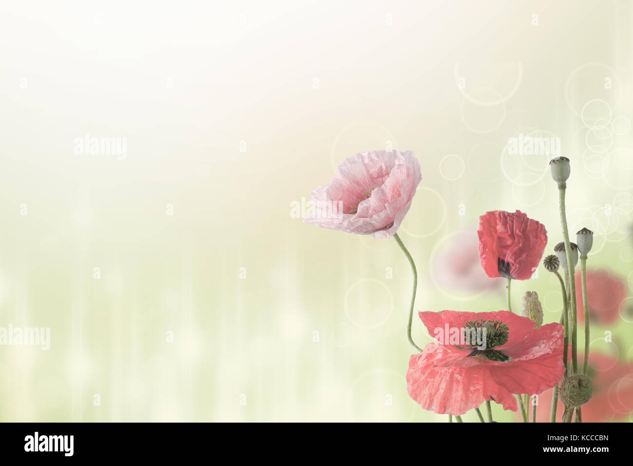 Poppy flowers background Stock Photo - Alamy