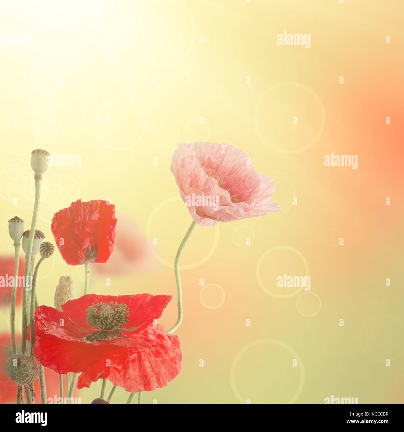 Poppy flowers background Stock Photo - Alamy