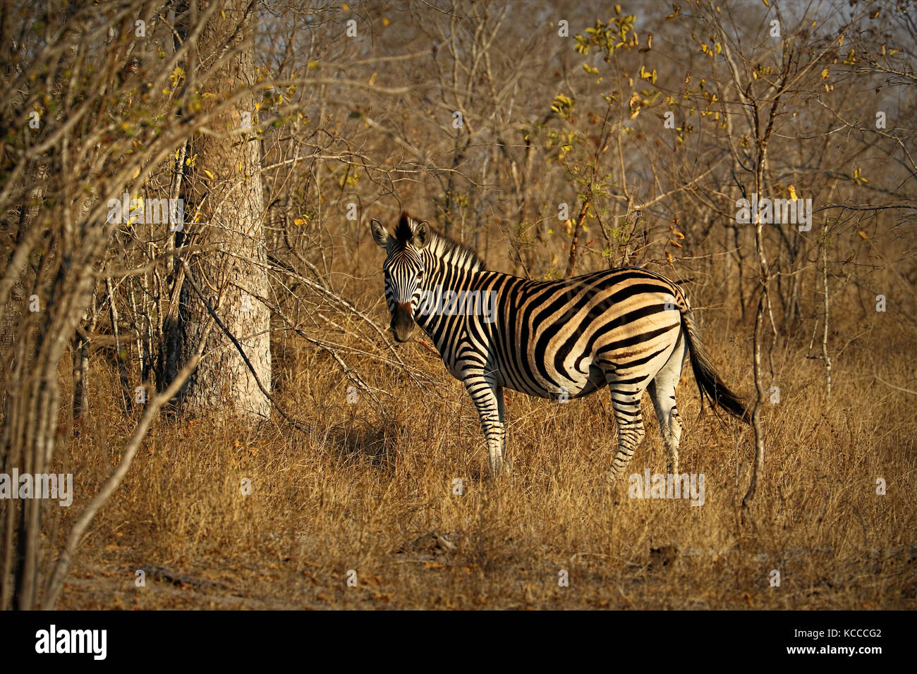 Endangered Cape Mountain Zebra (Equus zebra), Kruger National Park ...