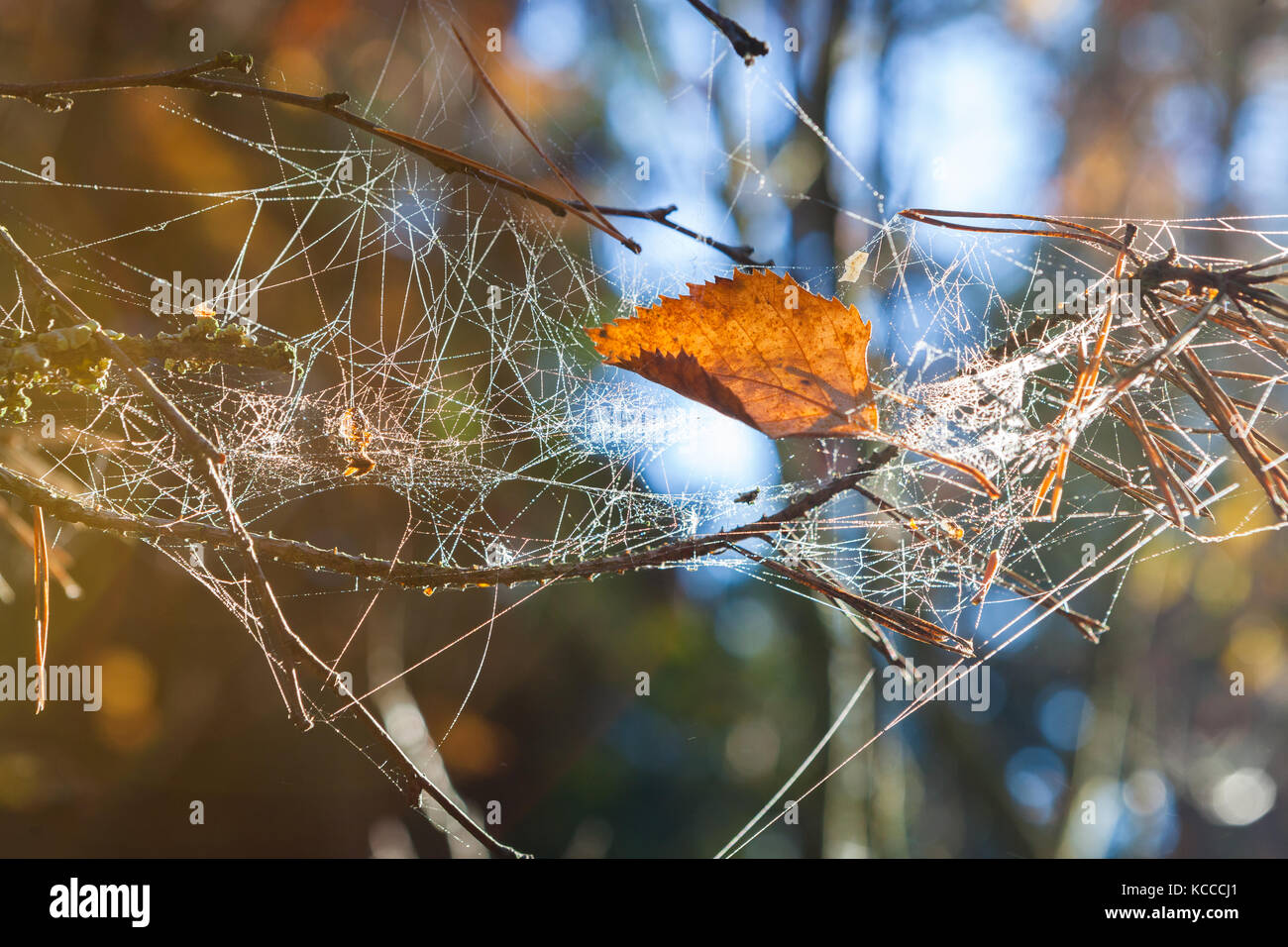 Cobweb and autumn leaves Stock Photo - Alamy