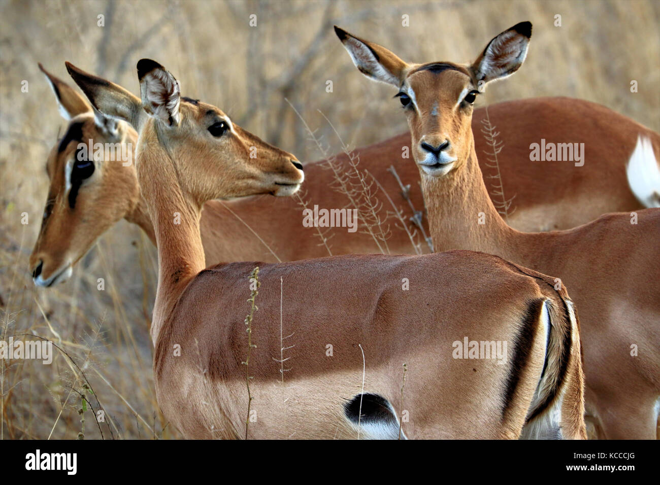 Antelopes in the Kruger National Park, South Africa Stock Photo - Alamy
