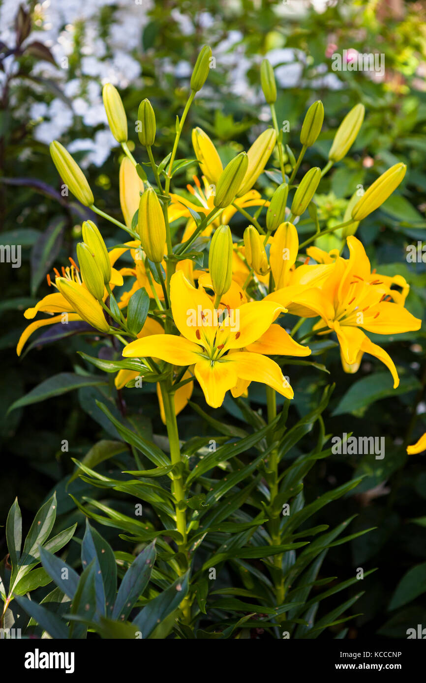 Yellow lily flower Stock Photo - Alamy