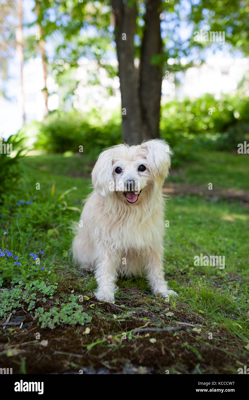 White mixed breed dog in park Stock Photo - Alamy