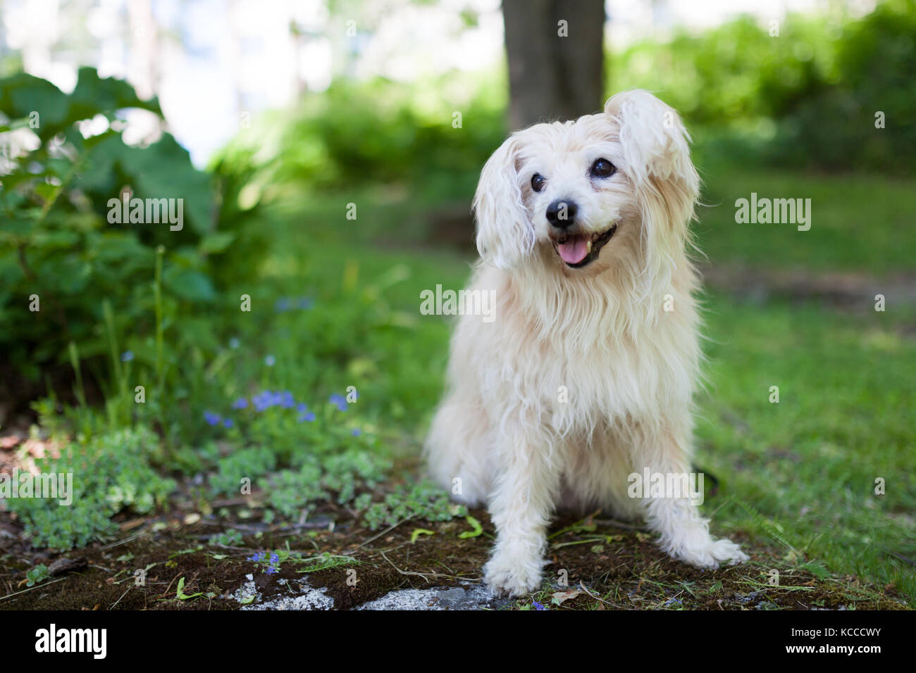 White mixed breed dog in park Stock Photo - Alamy