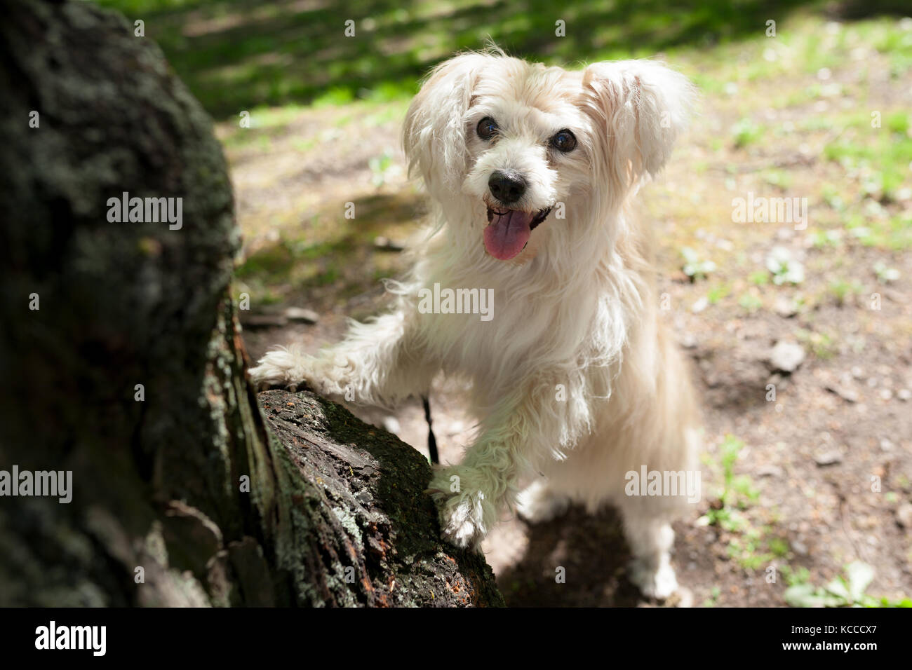 Adorable mixed breed panting hi-res stock photography and images - Alamy