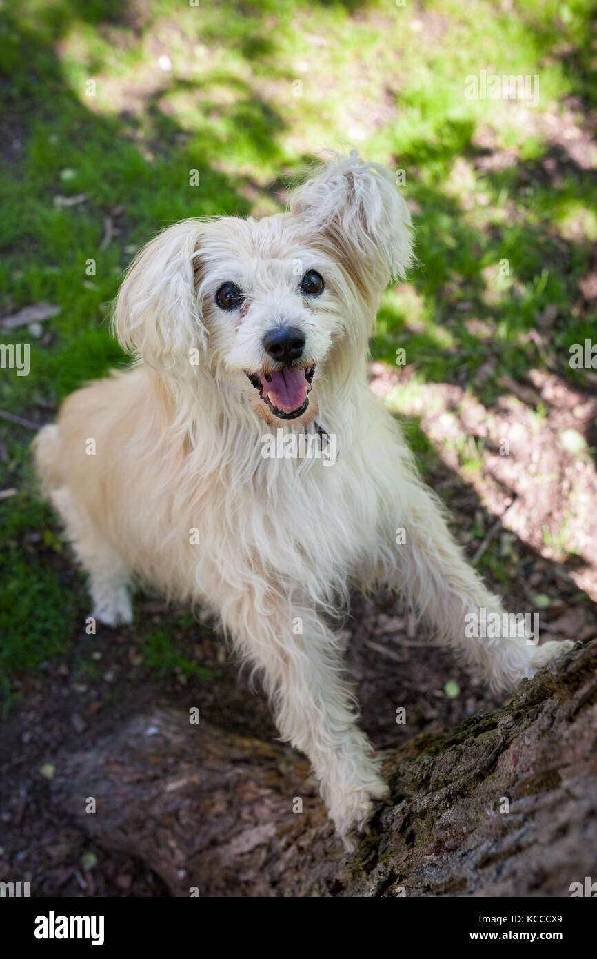 White mixed breed dog in park Stock Photo - Alamy
