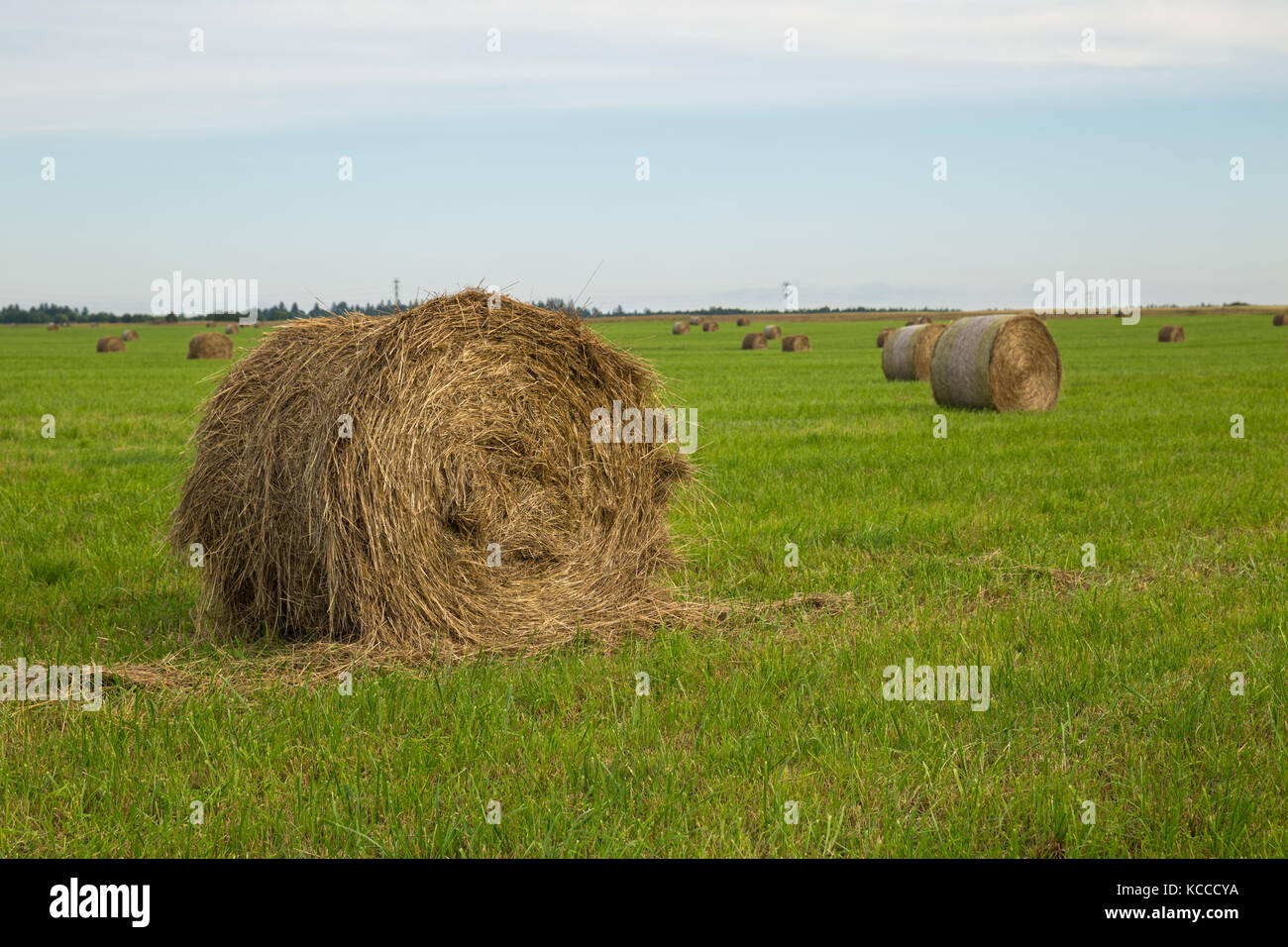 Beautiful rural landscape with rolls of hay in the field Stock Photo ...