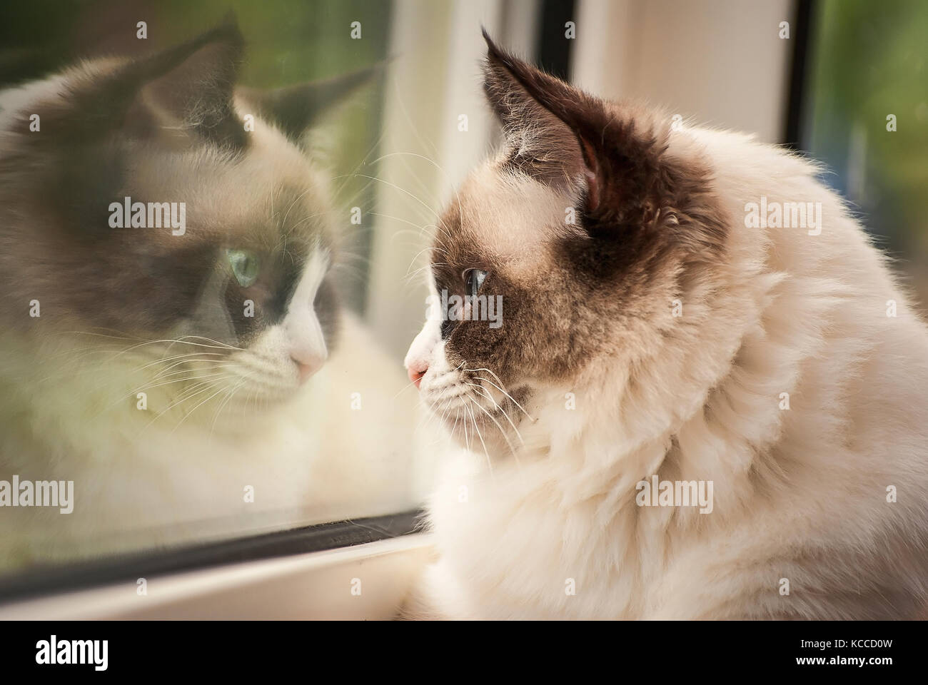 A Ragdoll cat eye to eye with her reflection in a window glass Stock ...