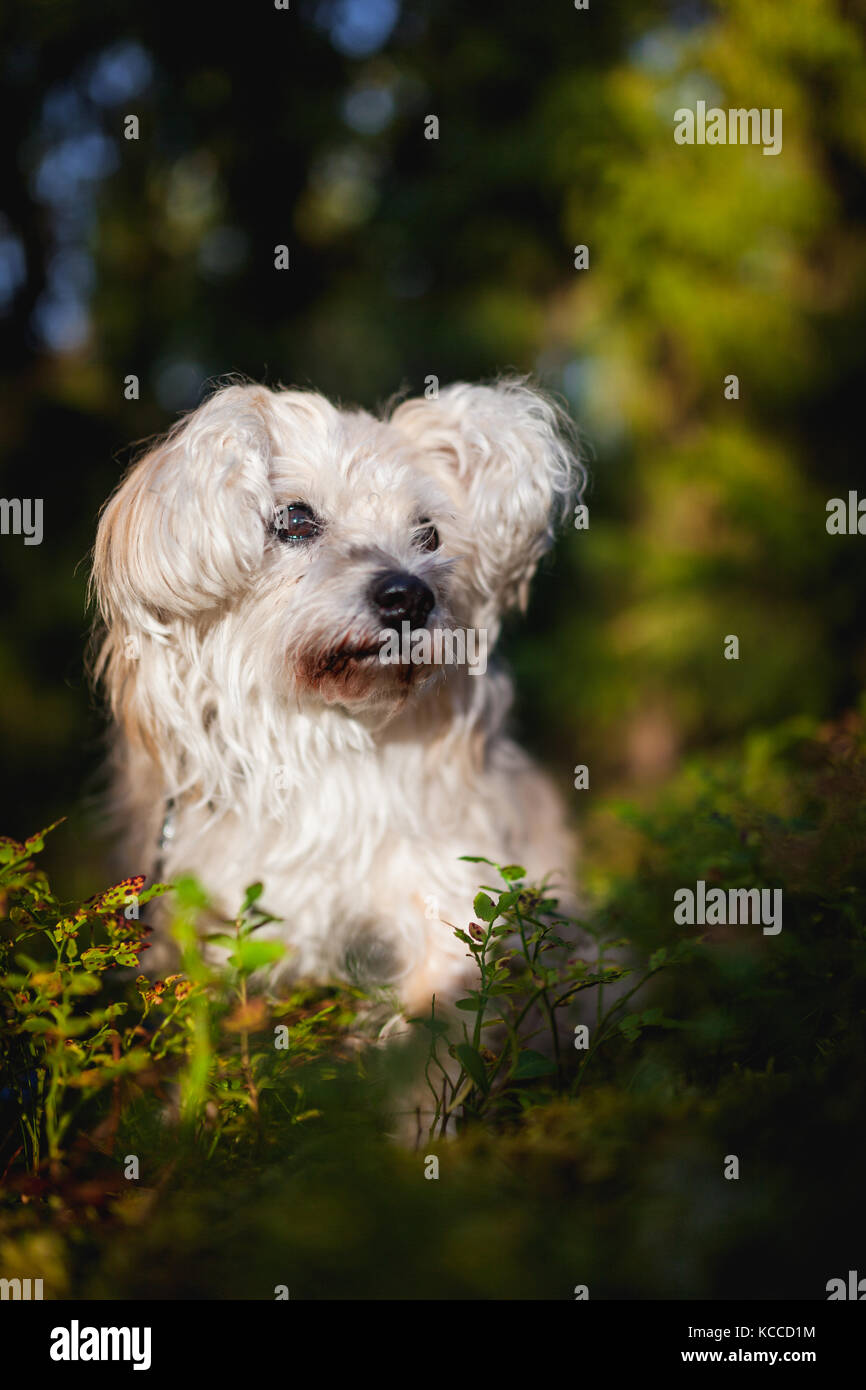 White mixed breed dog in forest Stock Photo - Alamy