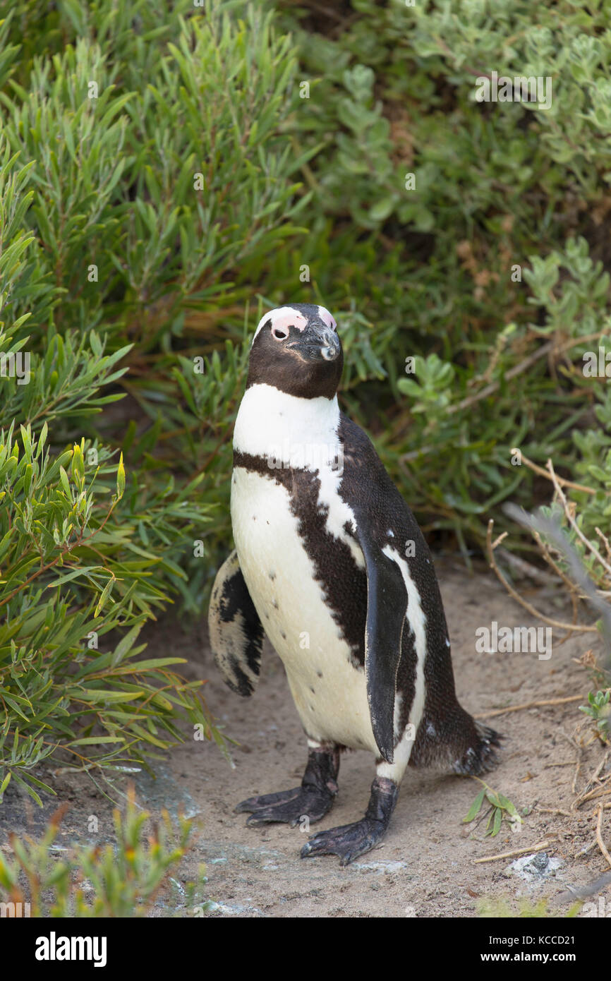 African penguin (Jackass penguin) on Boulders Beach, Simon’s Town, Cape ...