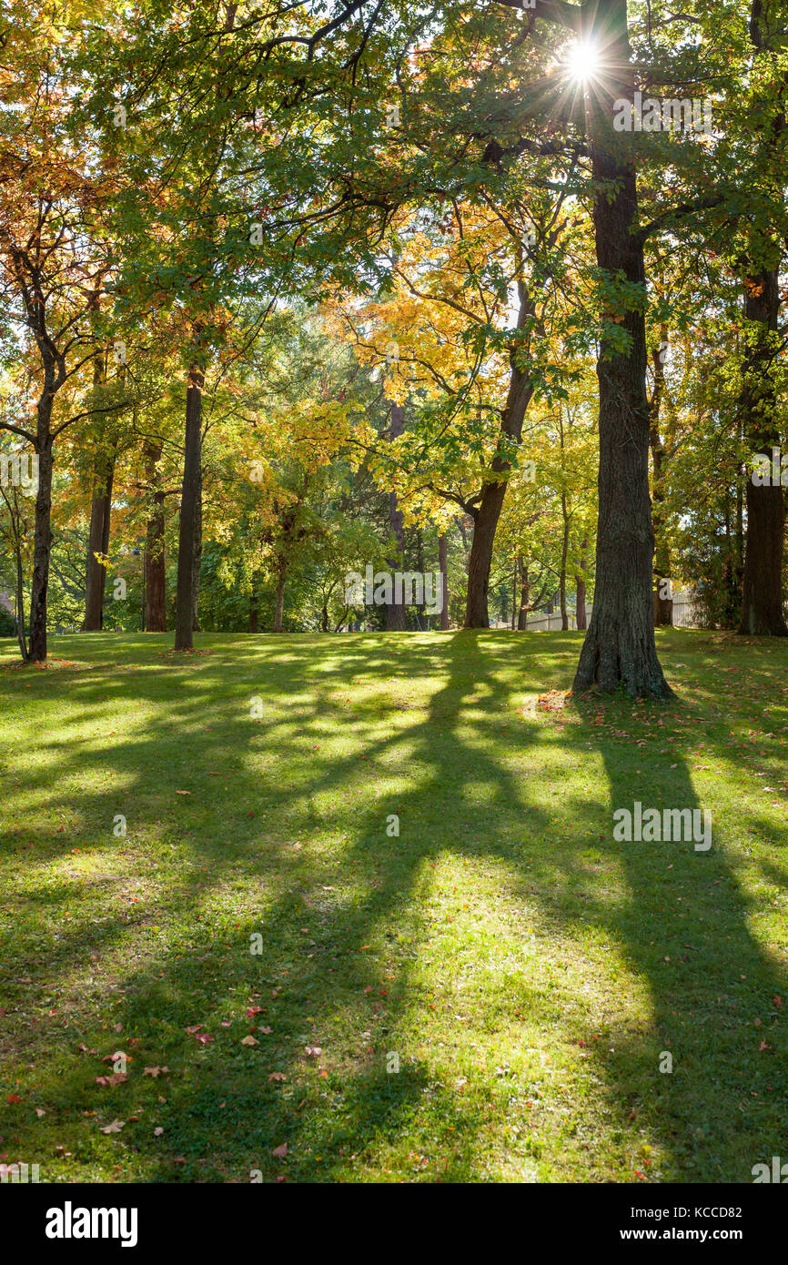 Sunshine through trees in city park Stock Photo - Alamy